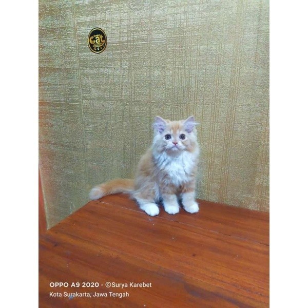 Jual Persia maincone kucing Oren Surai putih | Shopee Indonesia