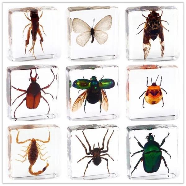 Jual Bugs Specimen in Resin Model Insect Scorpion Transparent Resin Bug ...