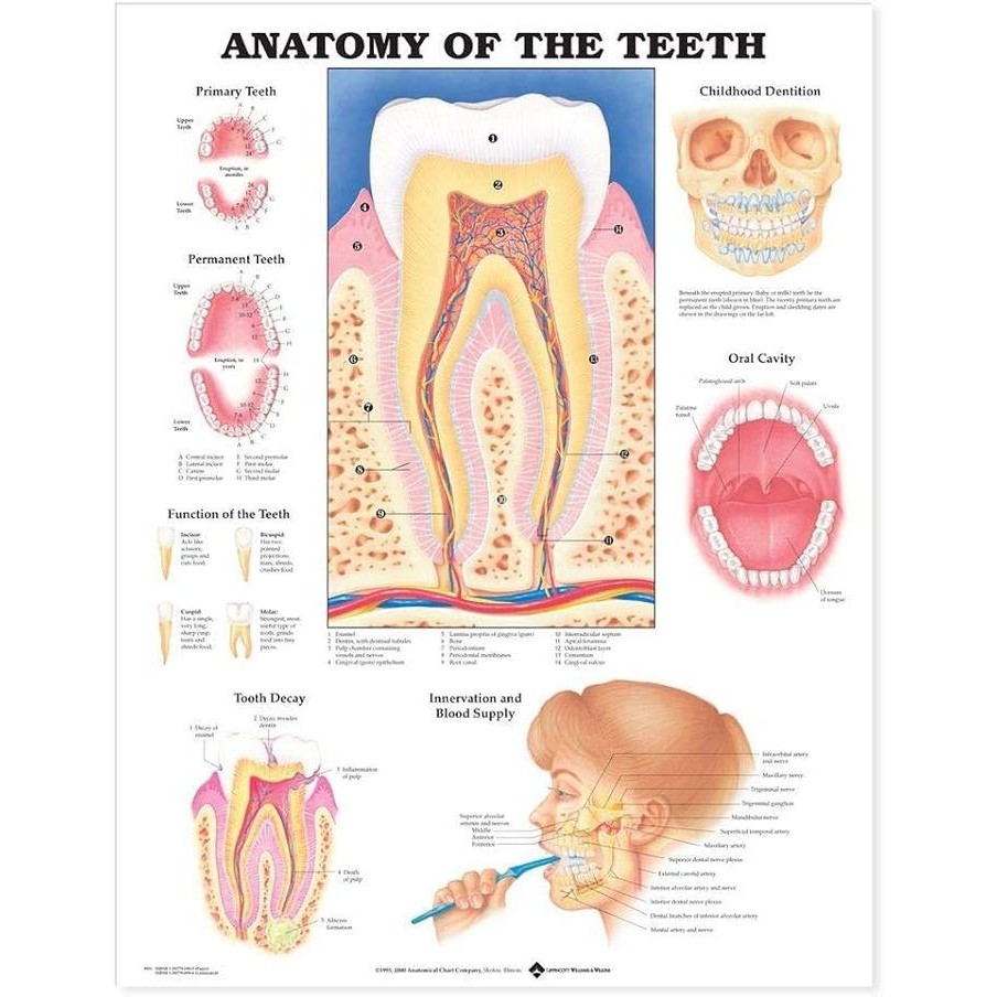 Jual POSTER ANATOMI GIGI - ANATOMY OF THE TEETH - A3 + Artpaper ...
