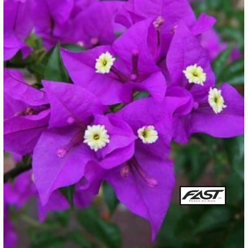 Jual Bibit Tanaman Hias Bougenville Bunga Kertas - Gemvil Bunga Ungu ...