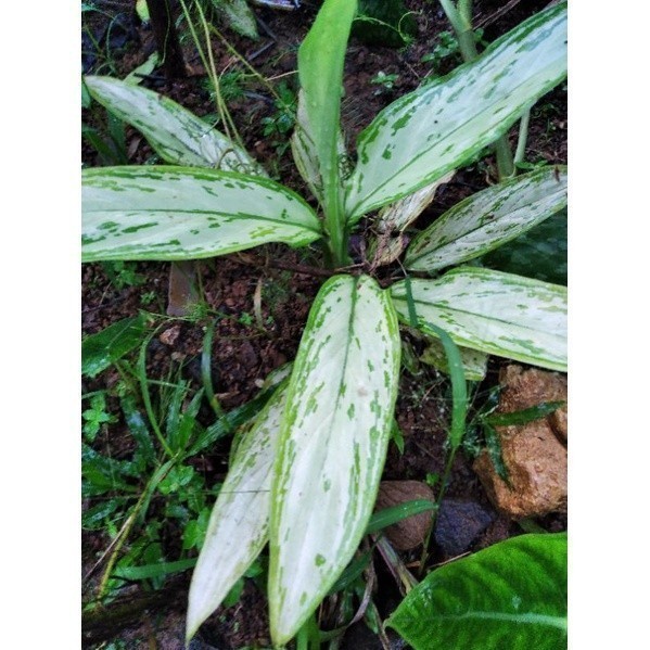 Jual New Promo Aglonema chinese evergreen - sri rejeki pembawa hoki COD ...