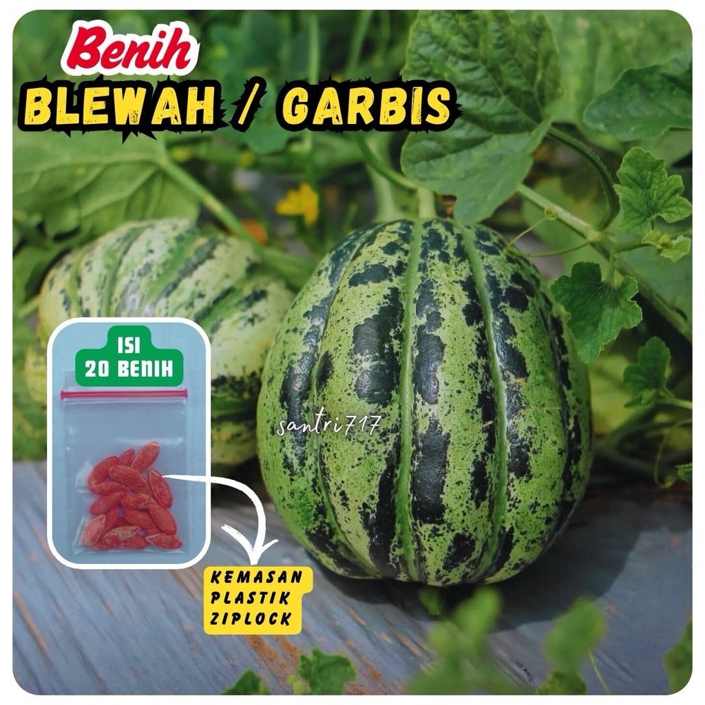 Jual 20 benih buah blewah garbis unggul | Shopee Indonesia