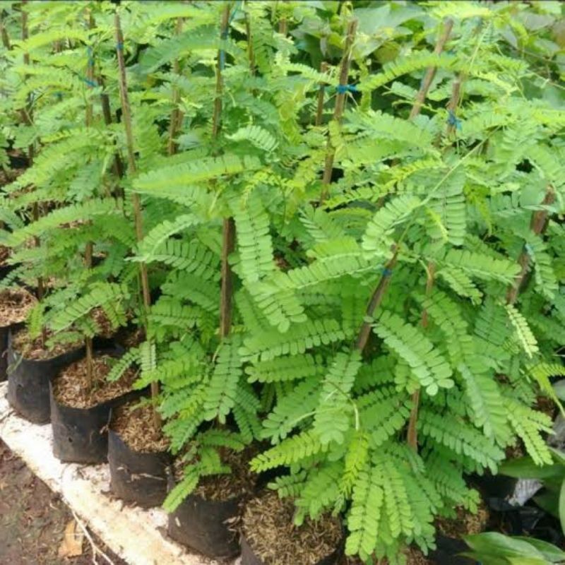 Jual TANAMAN HERBAL SAGA MERAH - POHON DAUN SAGA HERBAL | Shopee Indonesia