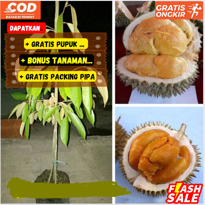 Jual PROMO SALE Bibit Pohon Durian Duri Hitam ( Oche ) Super Unggulan Cepat Berbuah ASLI ...