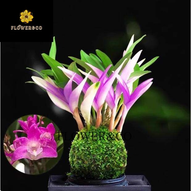 Jual (PROMO!! COD!!) F&C Tanaman hias anggrek parfum Import cantik ...