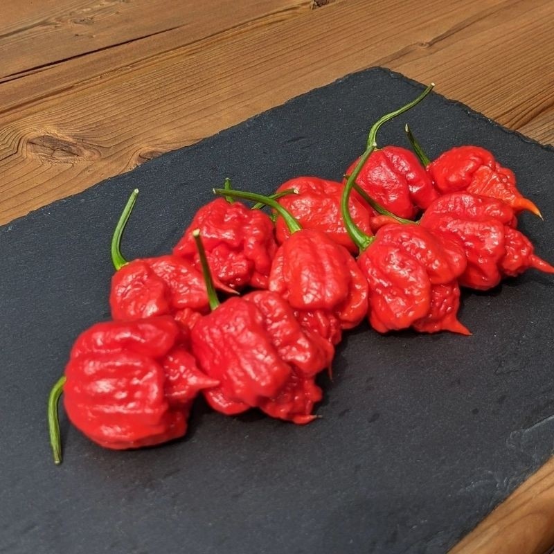 Jual Benih Cabe RED CAROLINA REAPER, jenis cabe terpedas di dunia ...