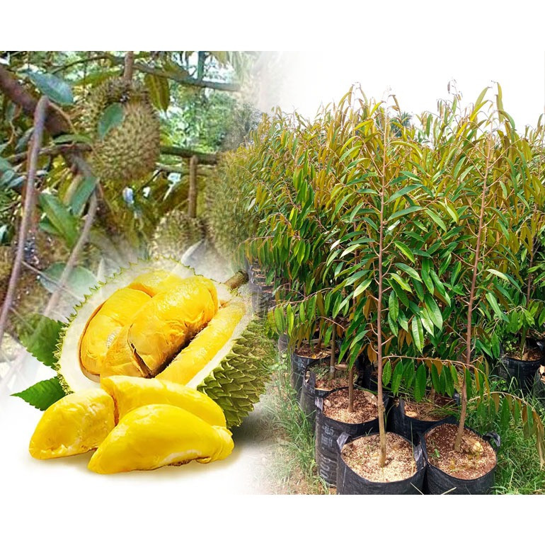 Jual Bibit Durian Musangking Super Unggul | Pohon Durian musang king ...