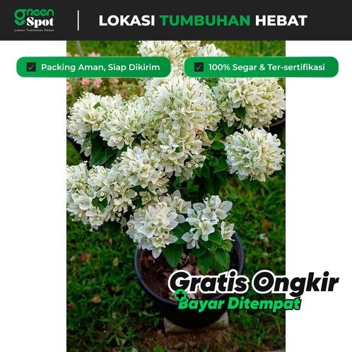 Jual Tanaman hias bunga bougenville singapur Putih bibit ori / bogenvil ...