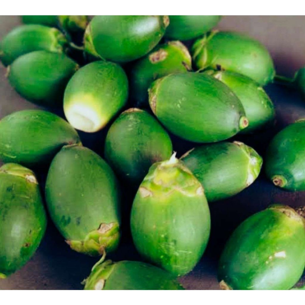 Jual Buah Pinang Muda Segar 1 Kg Jambe Nom Anti Loyo | Shopee Indonesia
