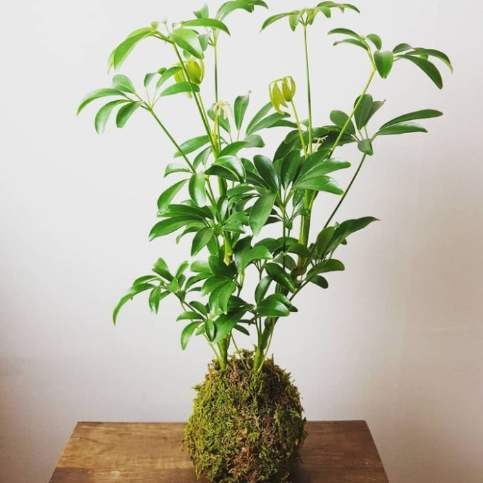 Jual PROMO!!! tanaman walisongo daun hijau tanaman indoor | Shopee Indonesia