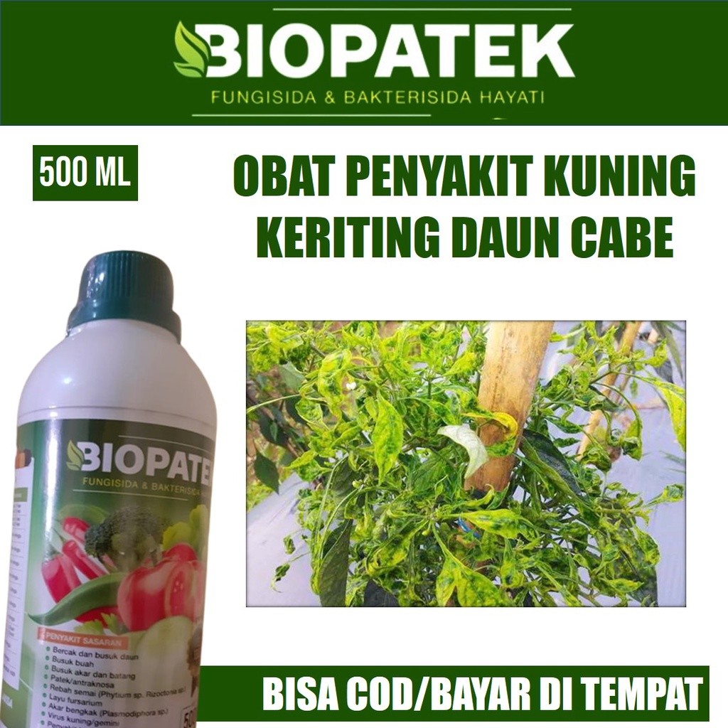 Jual (LANGSUNG KIRIM) BIOPATEK Fungisida Hama Virus Kuning/Gemini Cabe ...
