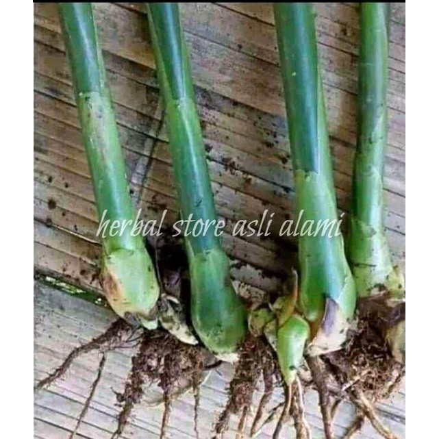 Jual bibit tanaman pohon kecombrang/bibit tanaman honje buah pink ready ...