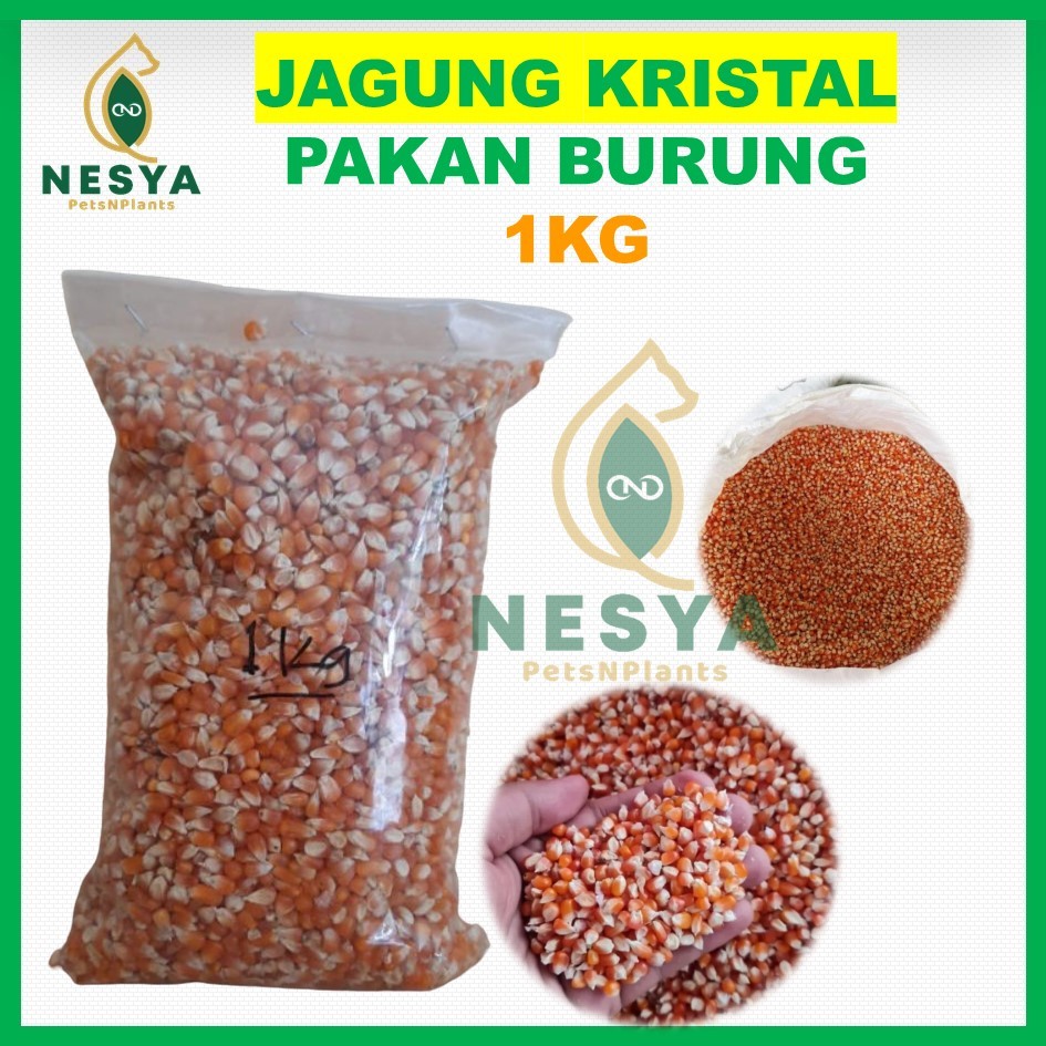 Jual Pakan Burung Merpati Jagung Kristal Pakan Burung Dara Kemasan ...
