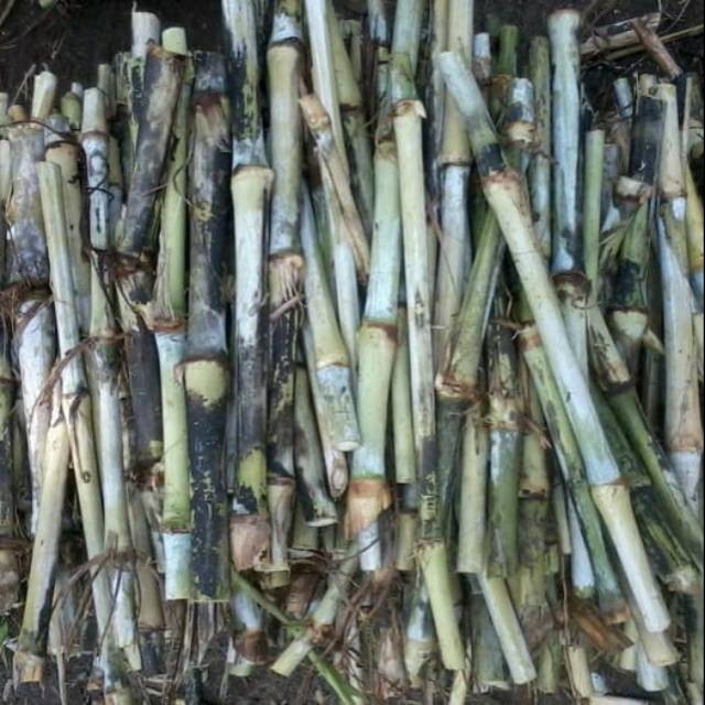 Jual Termurah Bibit rumput gajah raja king grass cutingg stek pakan ...