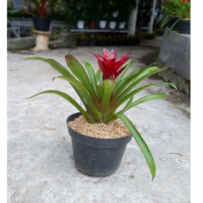 Jual Tanaman Bunga Bromelia Gusmania - Tanaman Hias Bromelia Guzmania ...