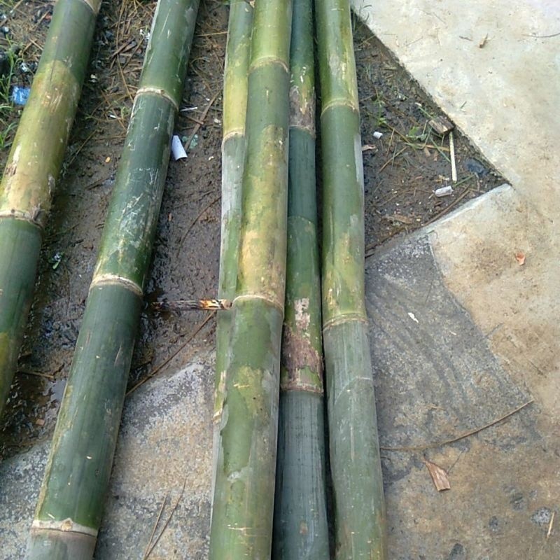 Jual POTONGAN BAMBU PANJANG 1 M BAMBU UTUH MASIH BULAT BUAT KERAJINAN ...