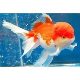 Jual IKAN KOKI ORANDA KOKI MIX PREMIUM GRADE A | Shopee Indonesia