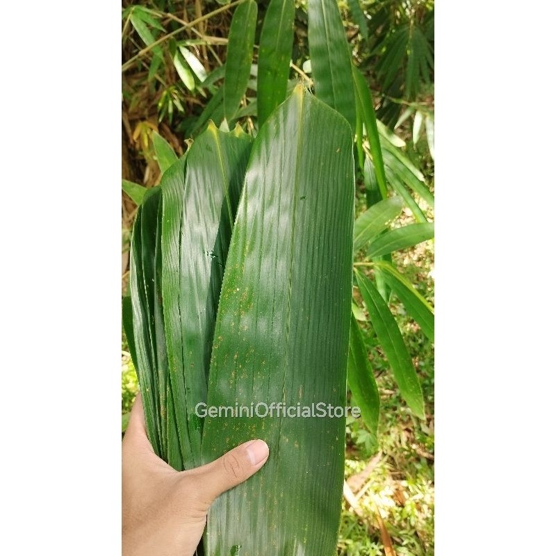 Jual | 200 lembar daun bambu jumbo bungkus bacang lebar10-12 cm daun ...