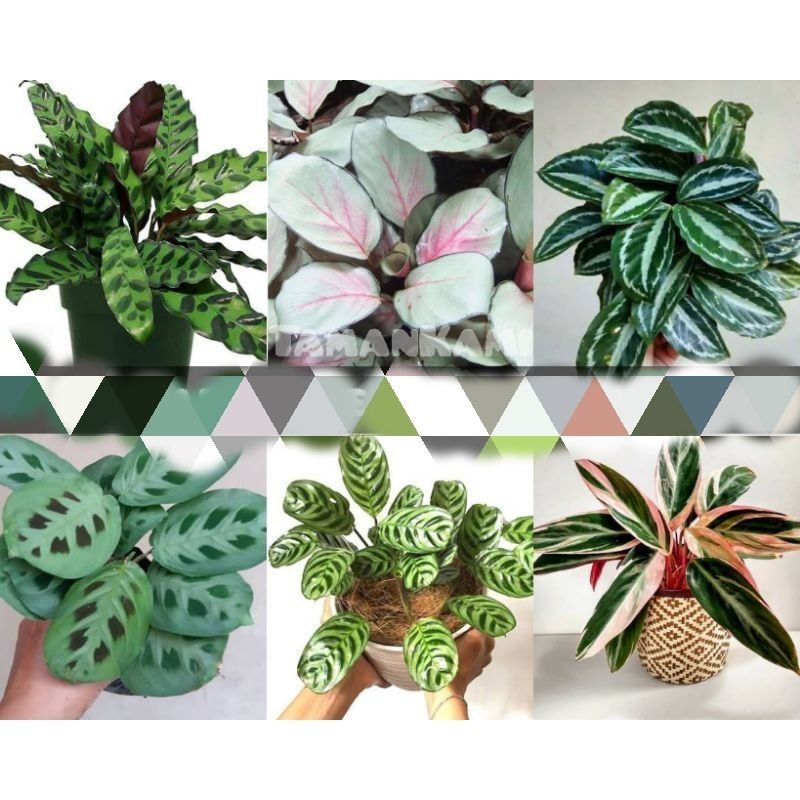 Jual ( BISA COD ) PROMO! Tanaman Hias jenis Calathea Bunga Hias Calatea ...