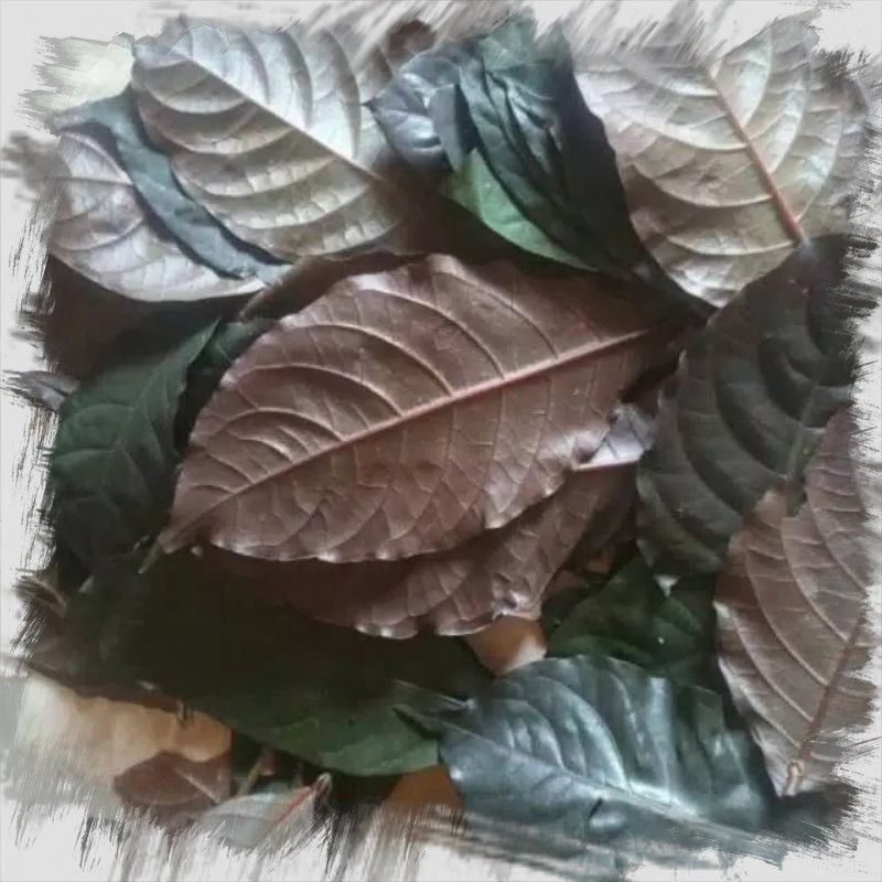 Jual 250 gram Daun ungu handelem orginal obat wasir daun kopi hitam ...