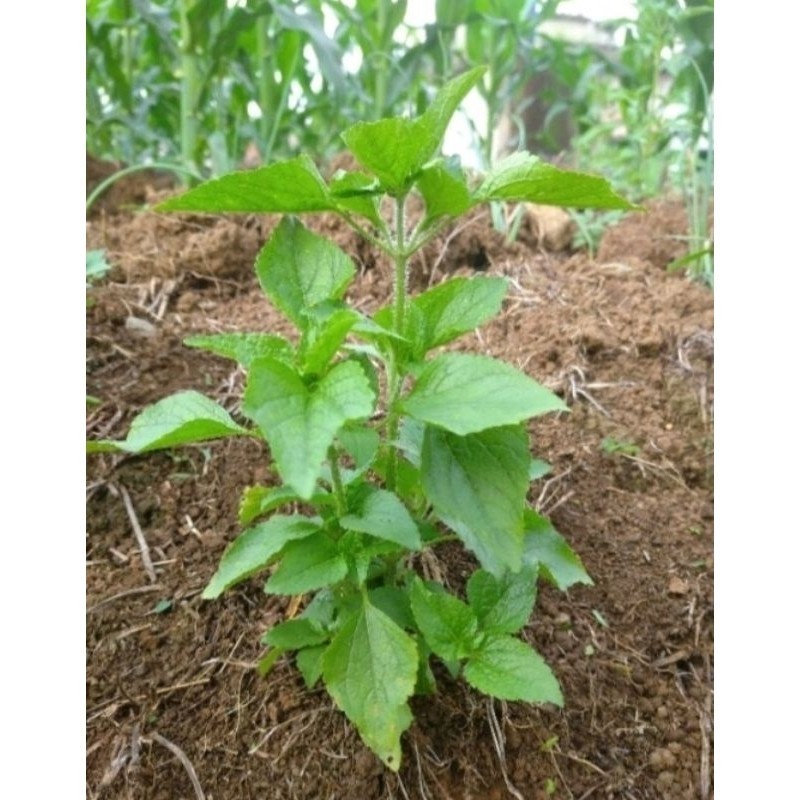 Jual bibit tanaman daun bandotan/ babadotan 2 pohon | Shopee Indonesia