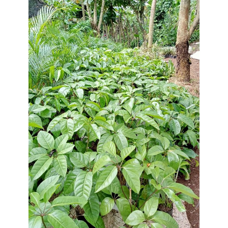 Jual TANAMAN WALISONGO DAUN BESAR - POHON WALISONGO UKURAN 60CM - 1MTR ...