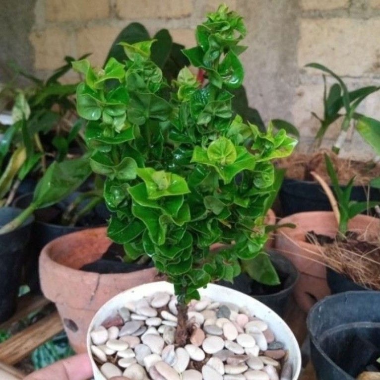 Jual ( BISA COD ) Tanaman Hias Asoka Tusuk Sate Bunga Merah - Bunga ...