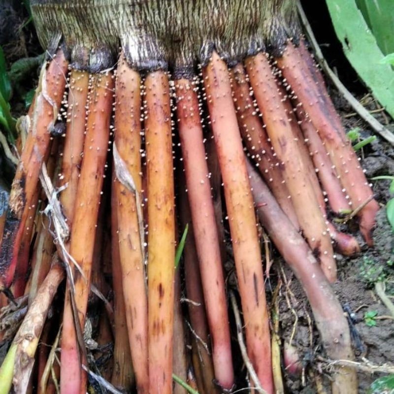 Jual SAHABATANI akar pinang muda fresh akar jame 250gram | Shopee Indonesia