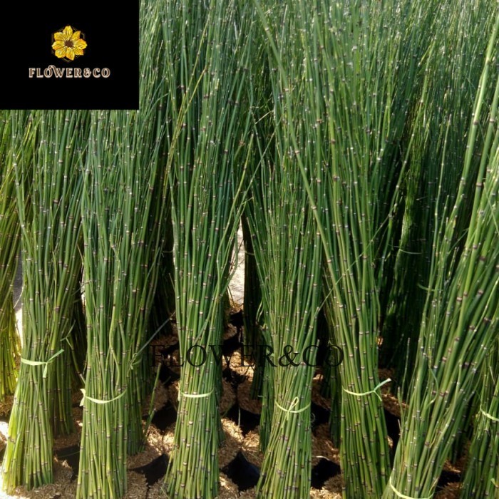 Jual Tanaman hias Bambu Air / Bambu Hoki | Shopee Indonesia