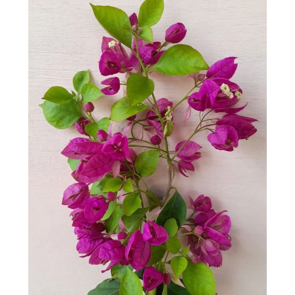 Jual BIBIT TANAMAN HIAS BUGENVIL BUNGA KERTAS // BOUGENVILLE ANGGUR ...