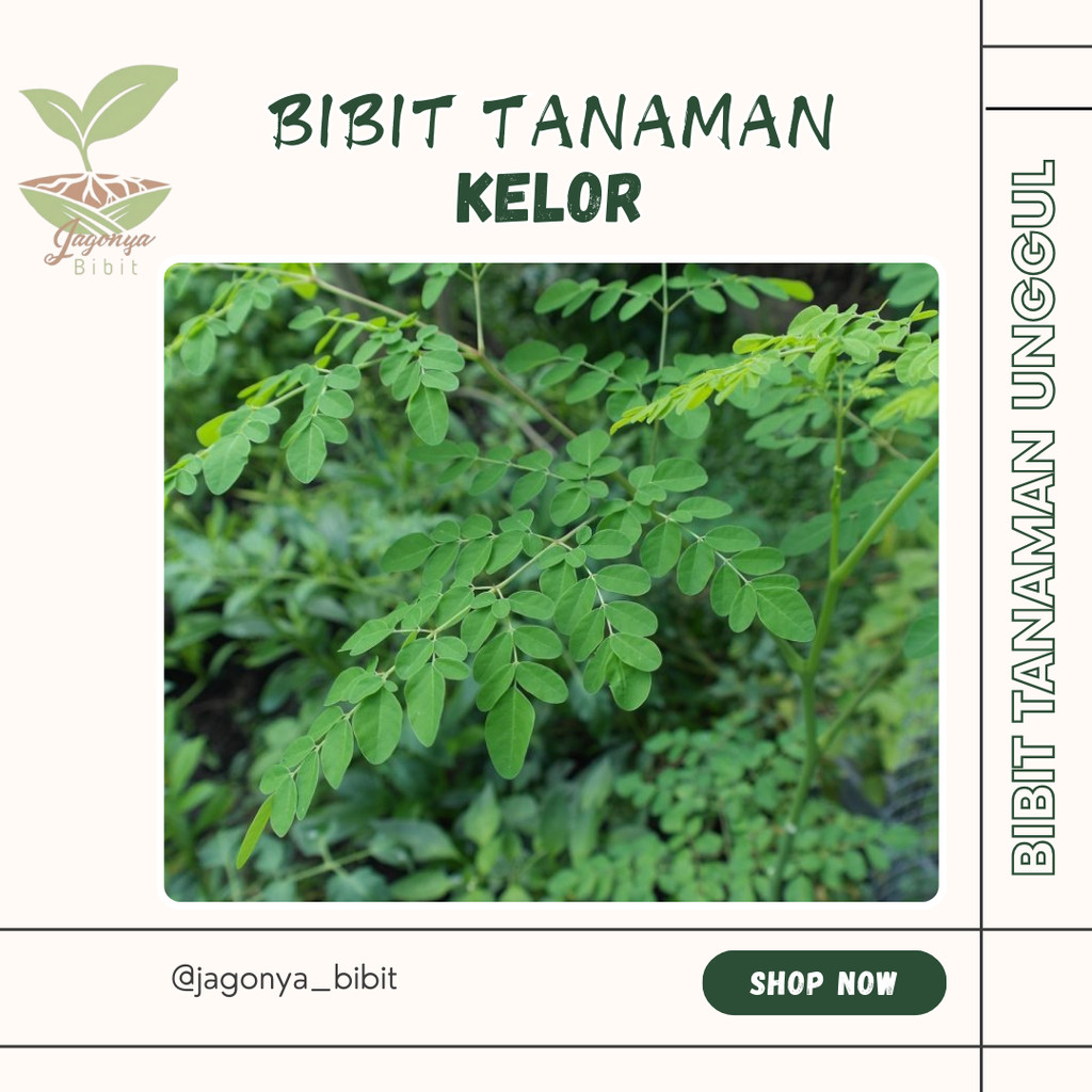 Jual Paket Bibit Stek Pohon Bibit daun kelor | Shopee Indonesia