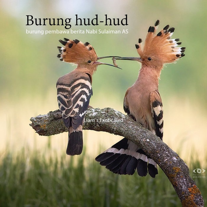 Jual Burung hud-hud istimewa Pilhan - Satuan | Shopee Indonesia