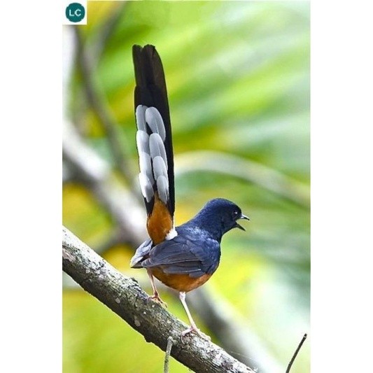 Jual burung murai medan bahan ekor panjang body fighter non gembung ...