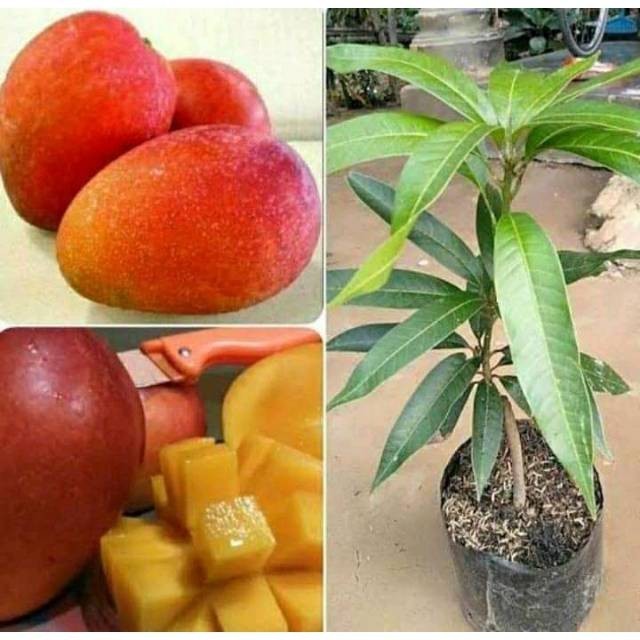 Jual BIBIT POHON MANGGA GARIFTA SUPER | Shopee Indonesia