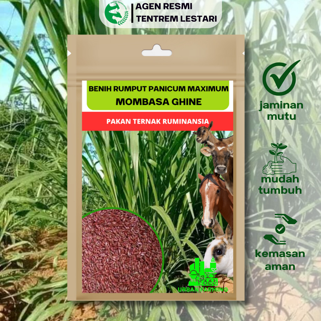 Jual Benih Rumput Mombasa Ghine 400 Biji Urban Farming hijau bibit ...
