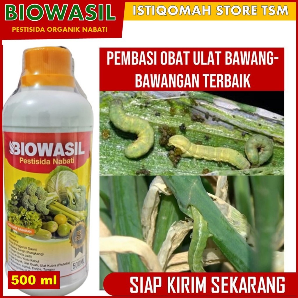 Jual OBAT SEMPROT Lalat dan Ulat Sayuran Bawang Merah & daun Paling ...