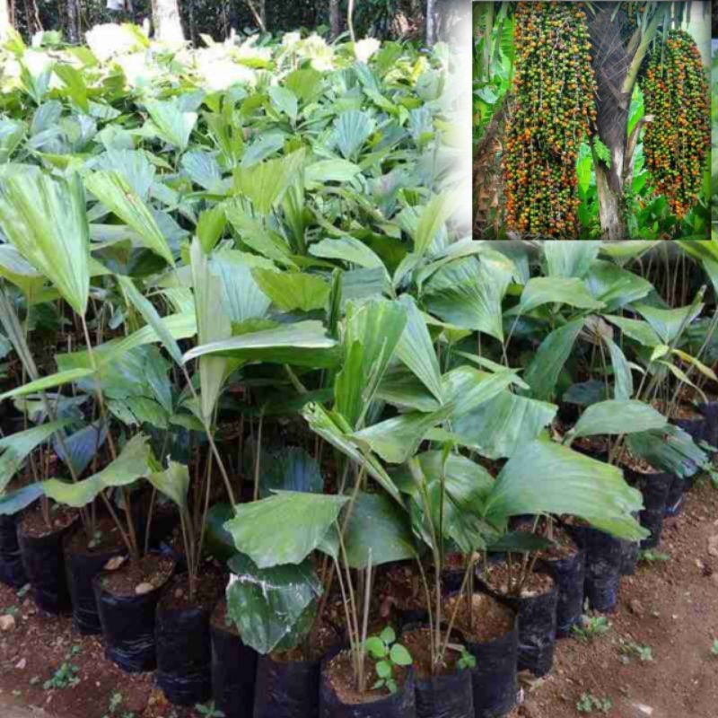 Jual BIBIT POHON AREN/KAWUNG/100 pohon KIRIM PECKING MEDIA TANAH ...