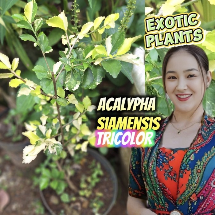 Jual Teh tehan Tricolor varigata Acalypha Siamensis tamaman hias hidup ...