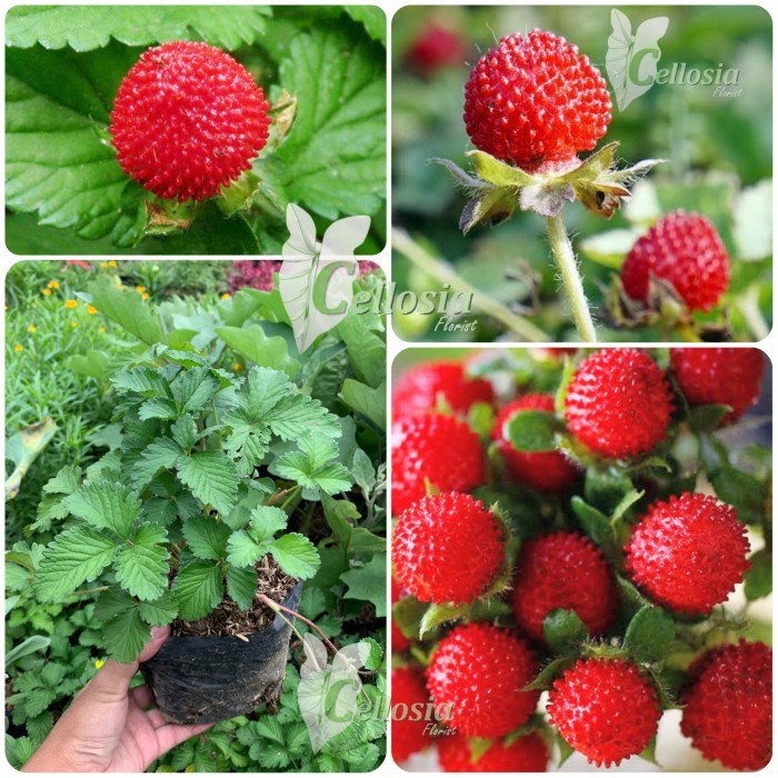 Jual Bibit Tanaman Buah Stroberi Mock / Strawberry Indian | Shopee ...