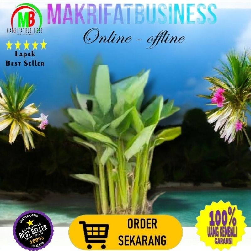Jual IMRON PRIBADI Paket 1 Bonggol Bibit Umbi Ubi GARUT Jengkirut Irut ...