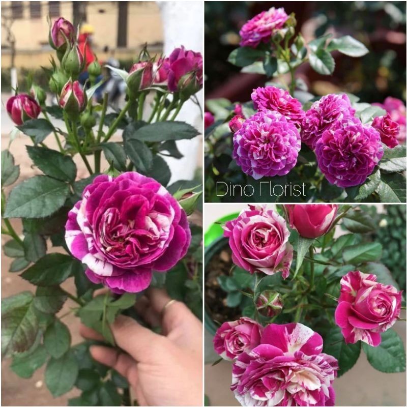 Jual Tanaman Bunga Mawar Import SCENTED JEWEL Sudah Berbunga ( Super ...