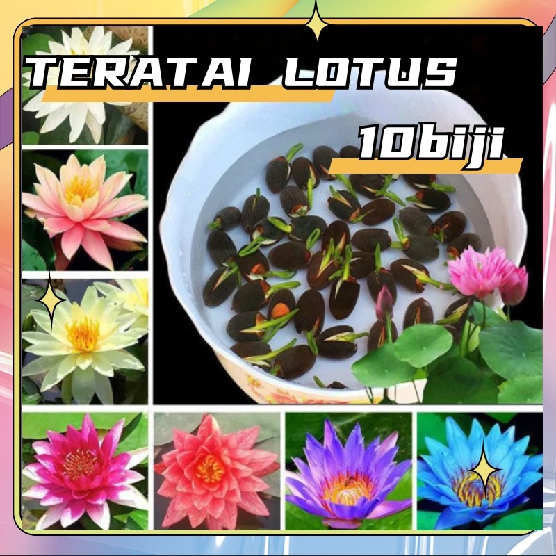 Jual Kadar kecambah 90%isi 10 Butir Benih Teratai Lotus Super ...