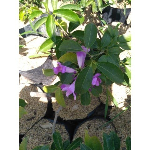 Jual Tanaman Bunga Stefanot Ungu Garlic Vine - Bibit Tanaman Hias ...