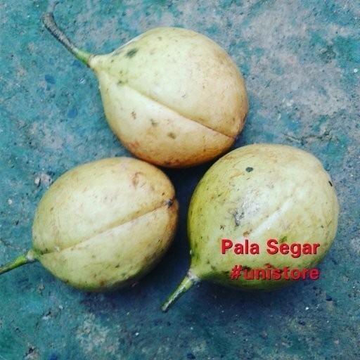Jual Buah pala segar fresh super 500 gram_ | Shopee Indonesia