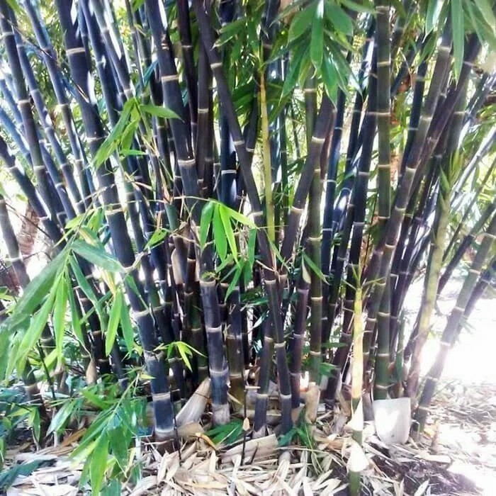 Jual bibit bambu hitam paket 5 batang | Shopee Indonesia