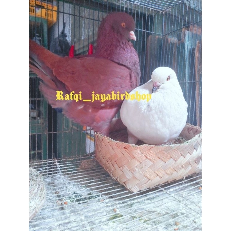Jual BURUNG MERPATI GEMOY SHOWKING ( SEPASANG ) | Shopee Indonesia