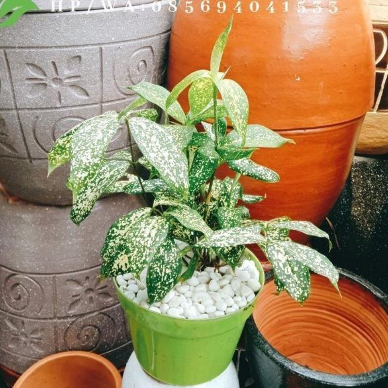 Jual ( BISA COD ) TERMURAH Tanaman Hias Bambu Dracena Florida Rimbun ...