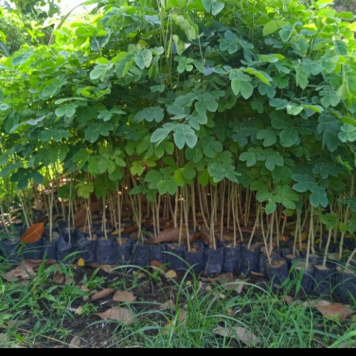 Jual Bibit Kayu Trembesi (Samanea saman) – Pohon Peneduh Cepat Tumbuh ...
