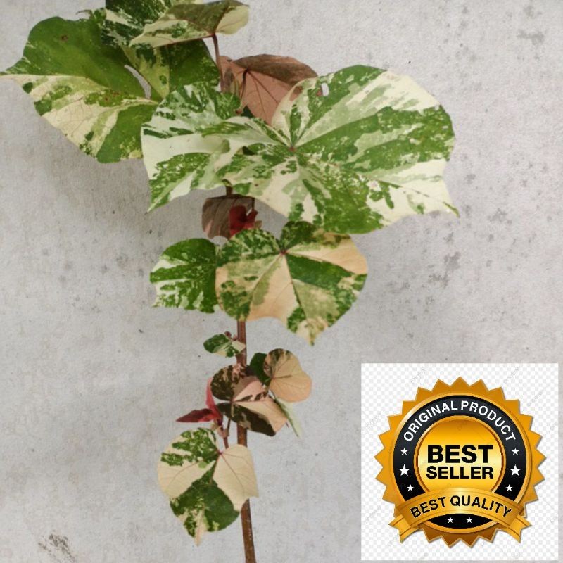 Jual Waru varigata-Bibit bonsai-Tanaman hias | Shopee Indonesia