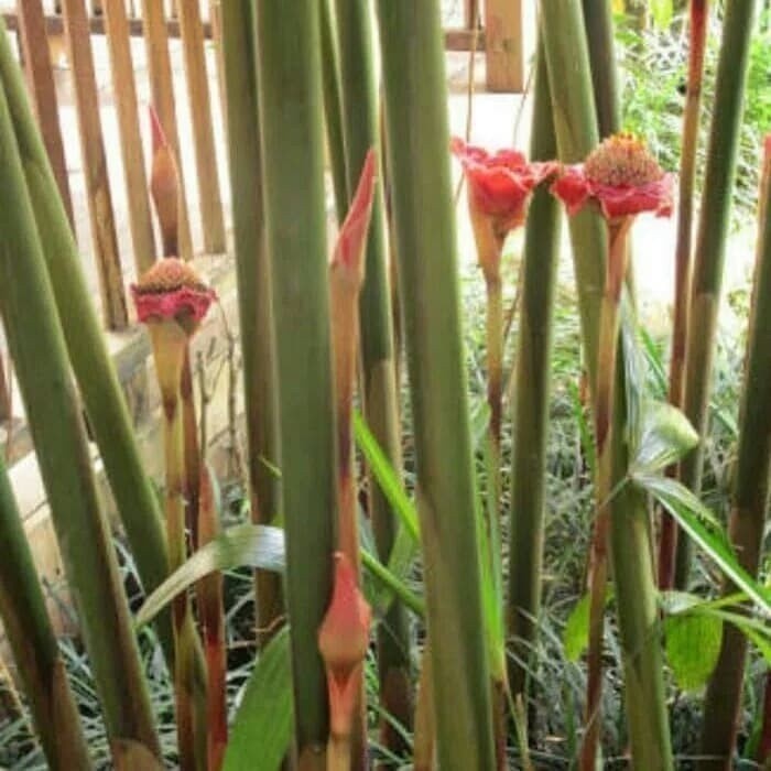 Jual New Promo Batang pohon honje 1kg segar - pohon kecombrang (Aqis ...